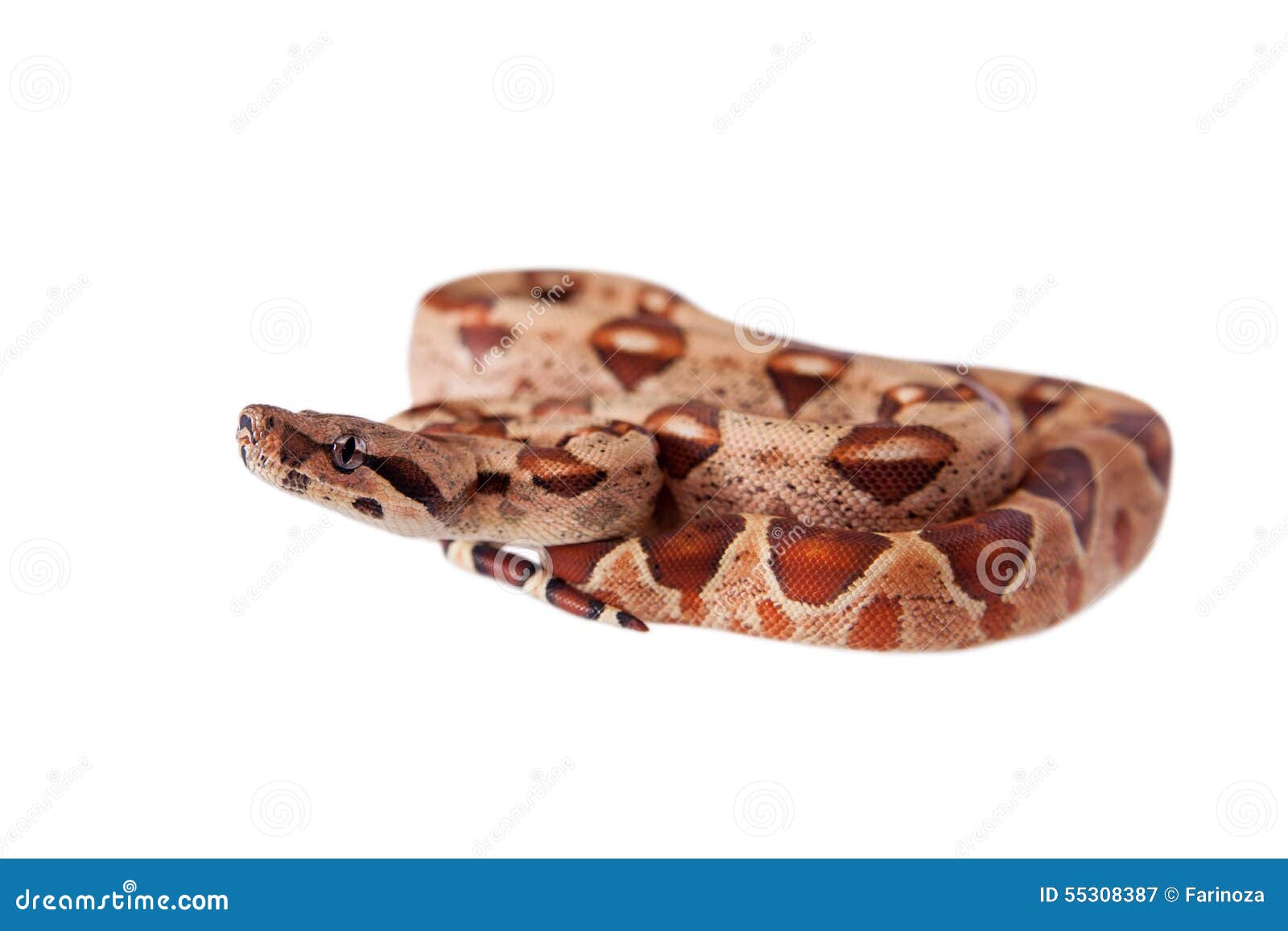 Le Boa Commun Sur Le Fond Blanc Image stock - Image du constricteur ...