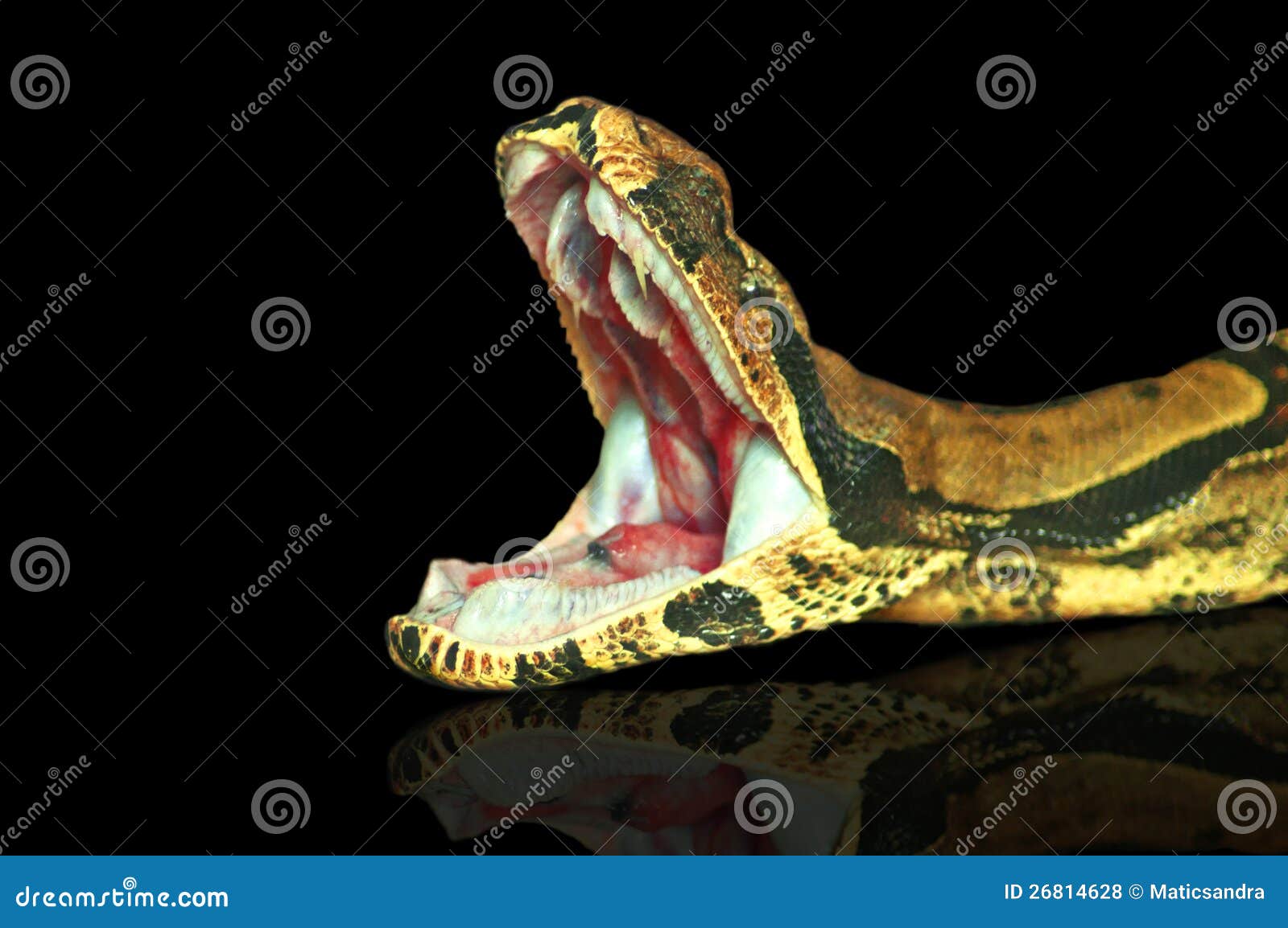 Le Boa Royal, Ouvre La Bouche Photo stock - Image du abattemen ...