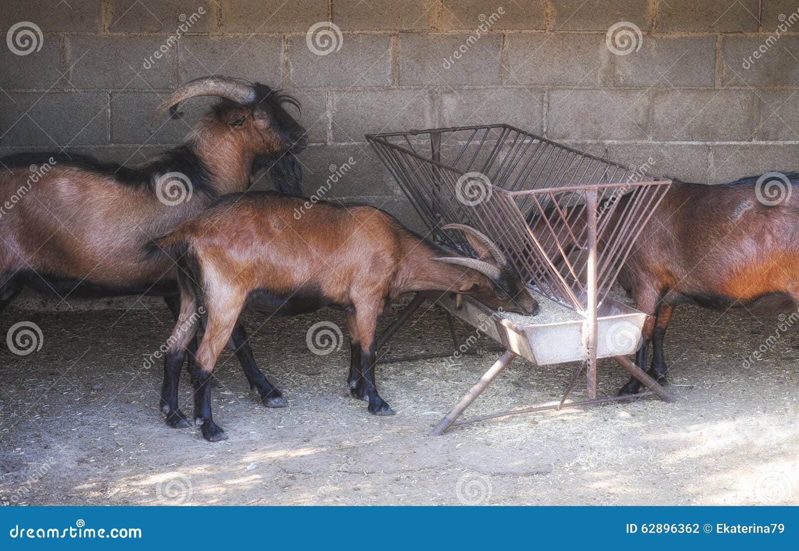 Le Capre Alpine Stanno Mangiando Fotografia Stock - Immagine di fieno ...