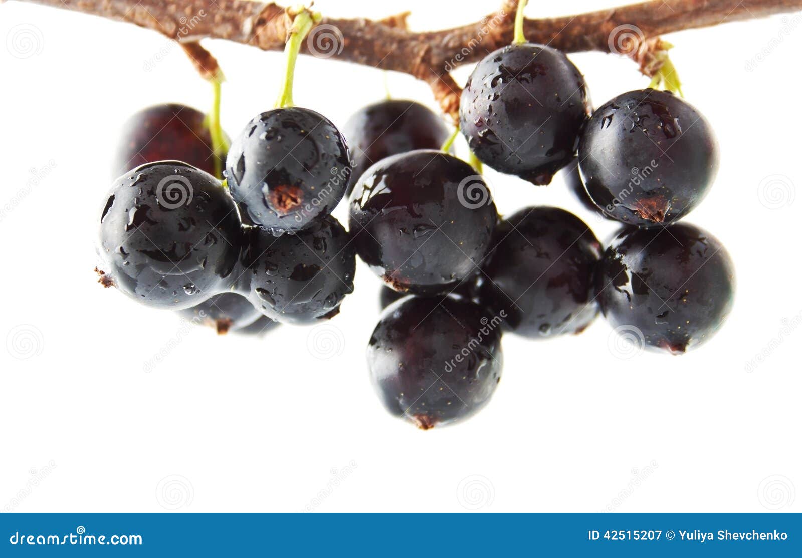 Le cassis sur la branche image stock. Image du cassis - 42515207