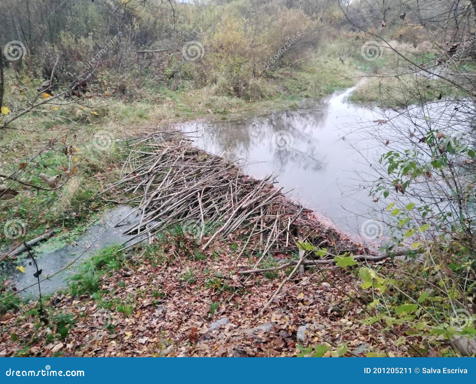 Le Castor Construit Le Barrage Image stock - Image du traînée, marais ...