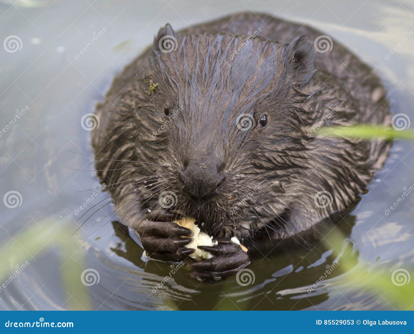 Le Castor Mange Un Morceau De Pain Image stock - Image du fourrure ...