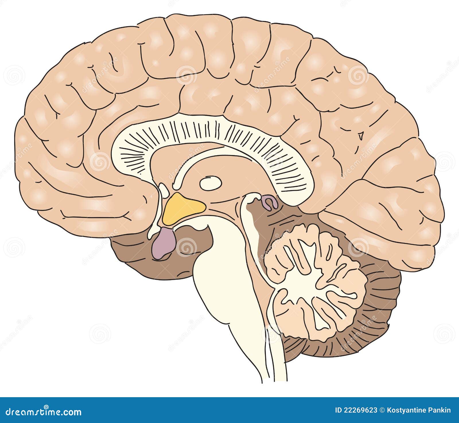 Le cerveau humain illustration de vecteur. Illustration du ...