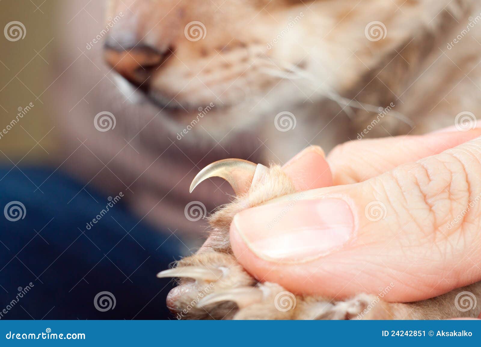 Le chat affiche la griffe image stock. Image du vétérinaire - 24242851