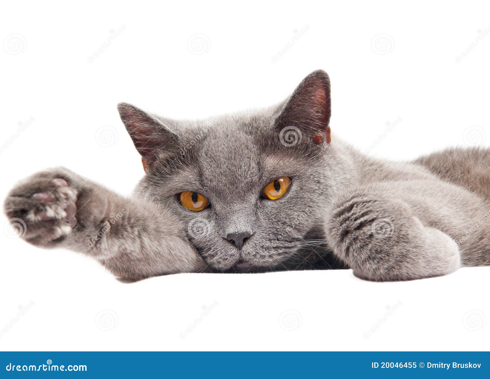 Le chat britannique image stock. Image du isolement, félin - 20046455