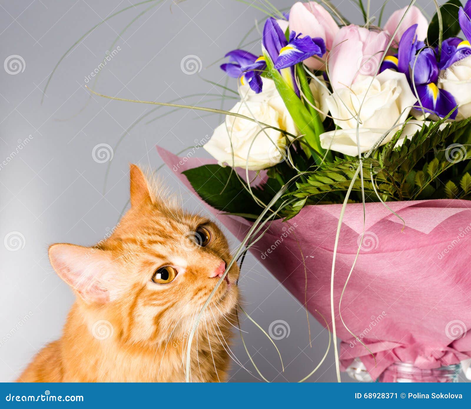 Le Chat De Gingembre Sent Un Bouquet Des Fleurs Image stock - Image du ...