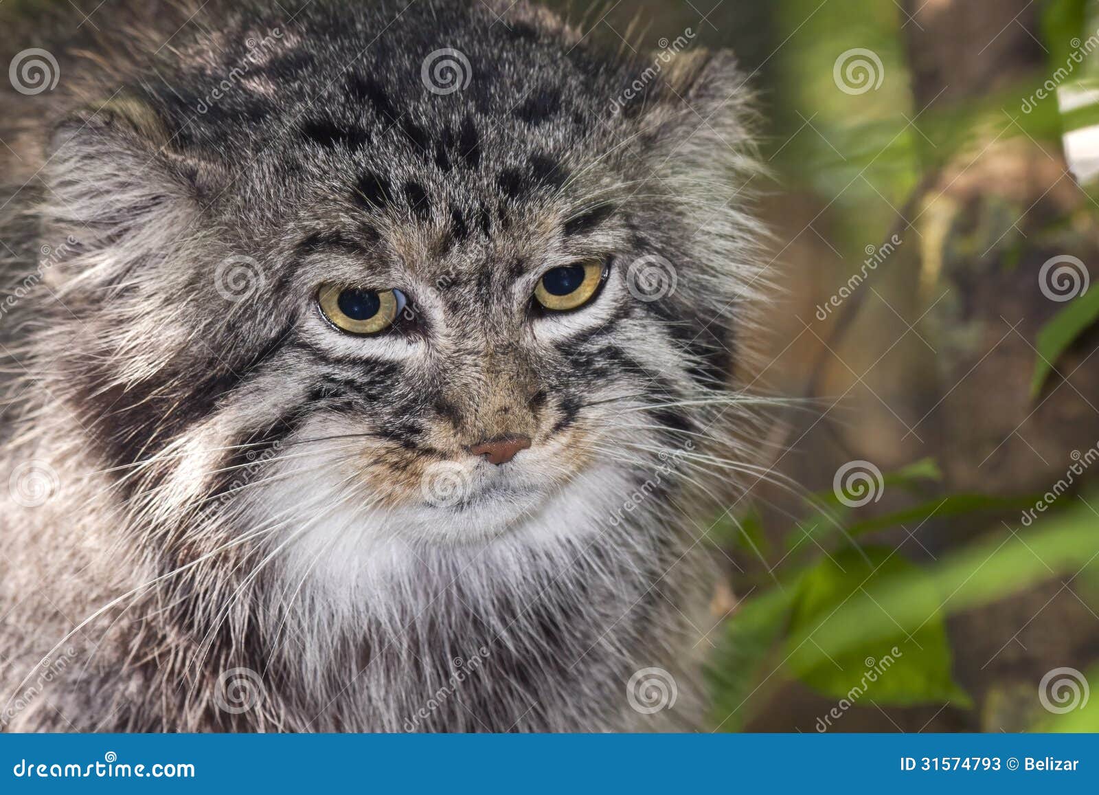 Le chat de Pallas image stock. Image of carnassier, asiatique - 31574793