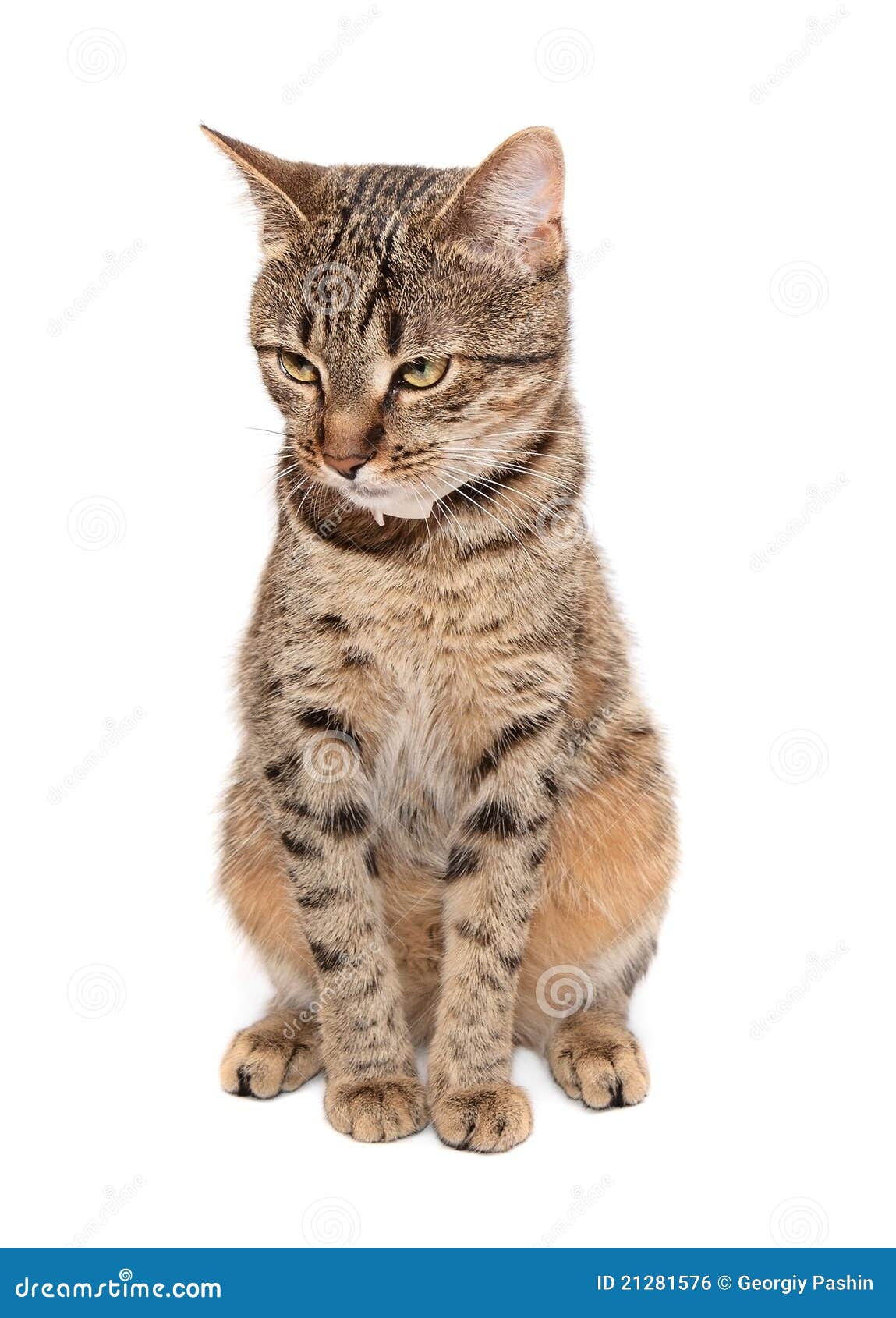 Le Chat De Tabby Se Repose Sur Le Fond Blanc Photo stock - Image du ...