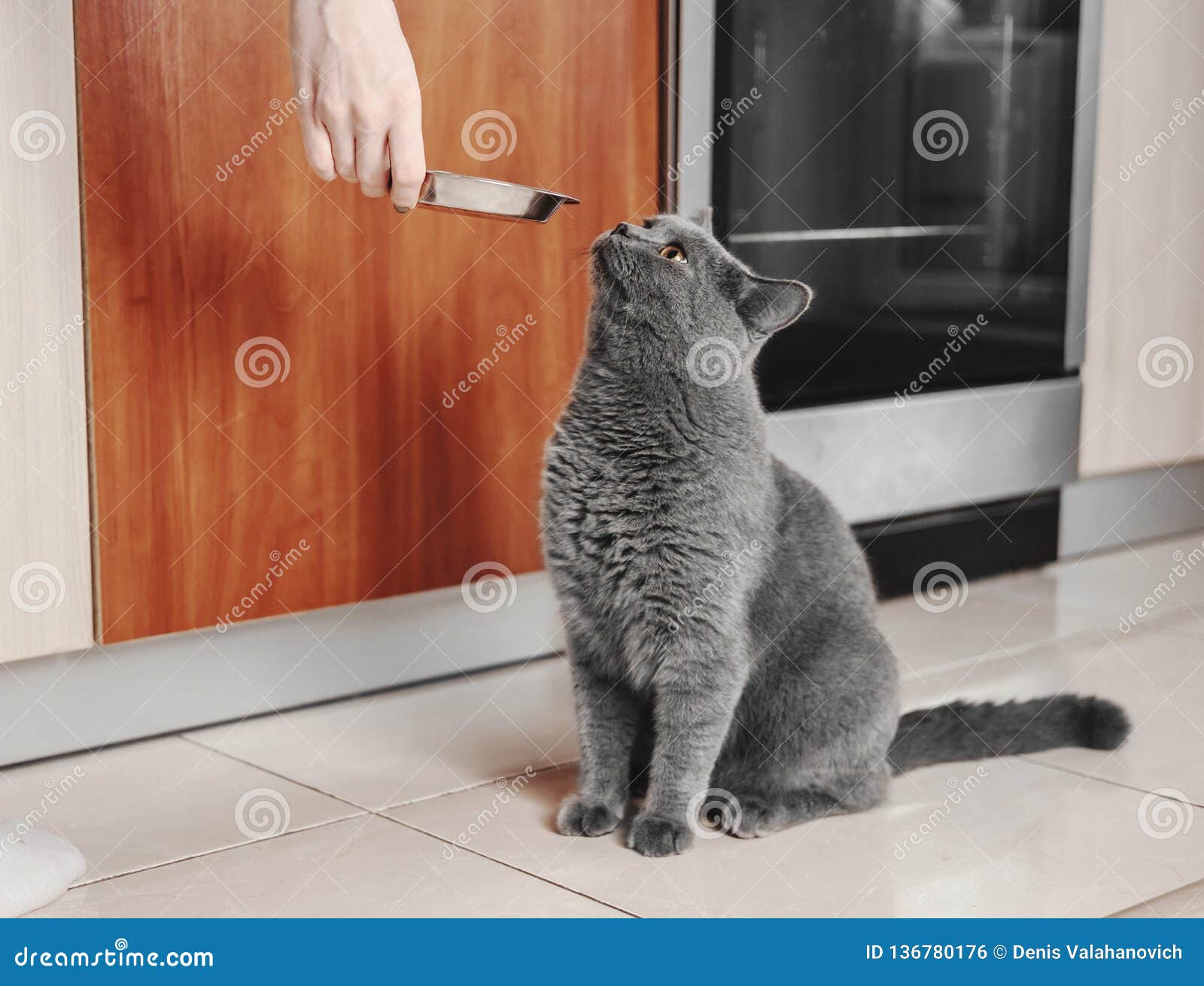 Le Chat Demande à Manger, Chat Affamé Photo stock - Image du meubles ...