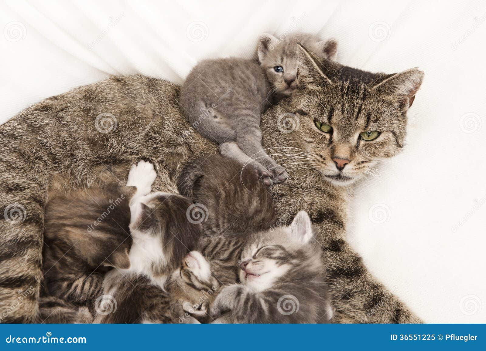 Le Chat Dort Avec Ses Jeunes Image stock - Image of mignon, verticale ...
