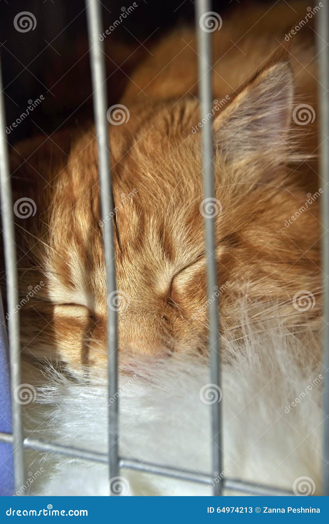 Le chat dort dans une cage image stock. Image du boxed - 64974213