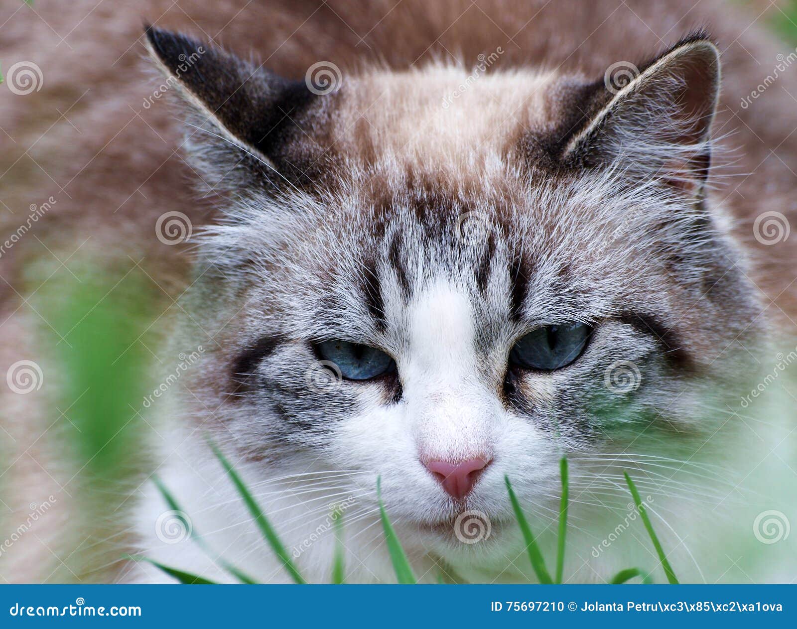 Le Chat Dort En Herbe-portrait Photo stock - Image du rouge, détendu ...
