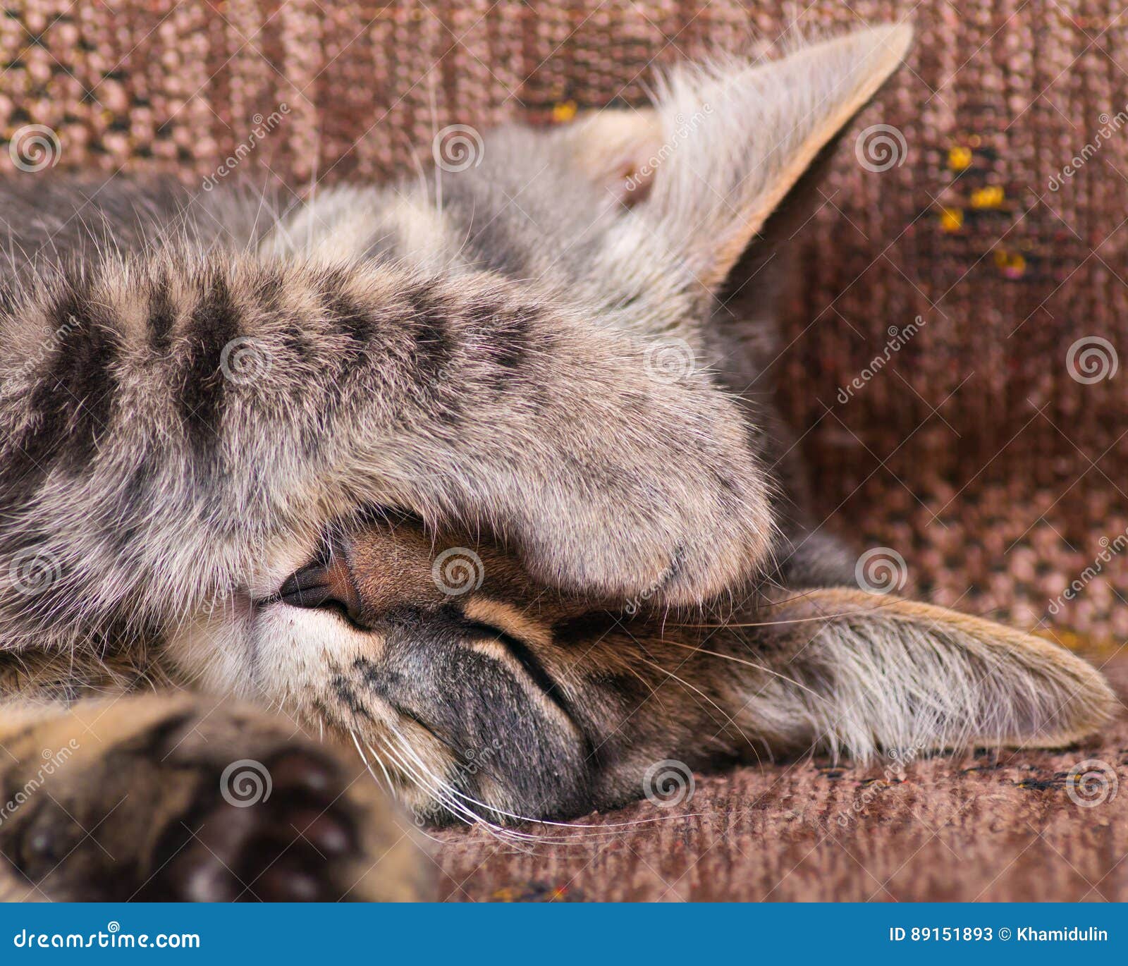Le Chat Dort Fermant Son Museau Avec Sa Patte Image stock - Image du ...