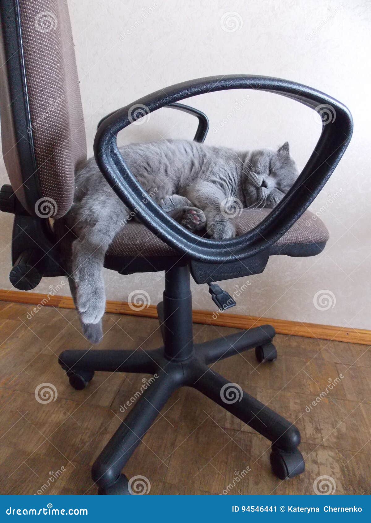 Le Chat Dort Gentiment Au Bureau Image stock - Image du beau, race ...