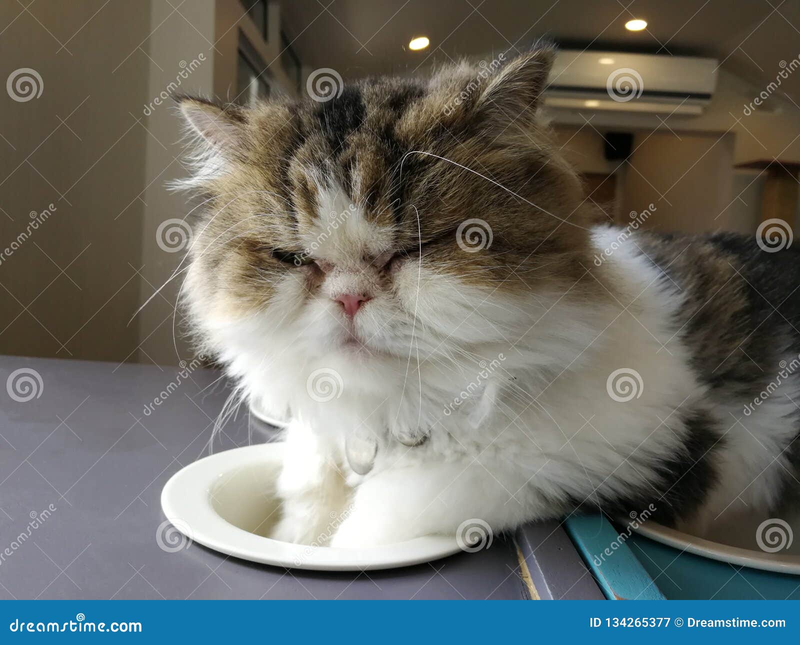 Le Chat Dort Sur La Table Heureusement Image stock - Image du yeux ...