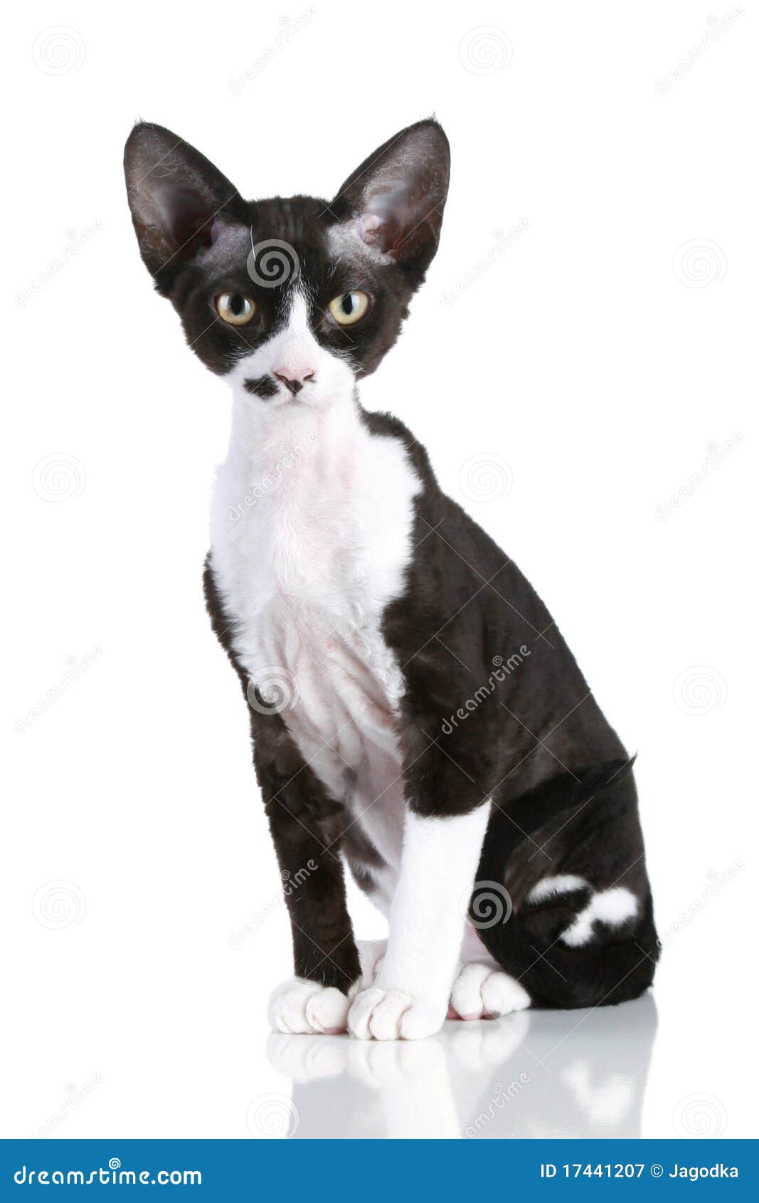 Le Chat Du Devon-rex Se Repose Sur Un Fond Blanc Image stock - Image du ...