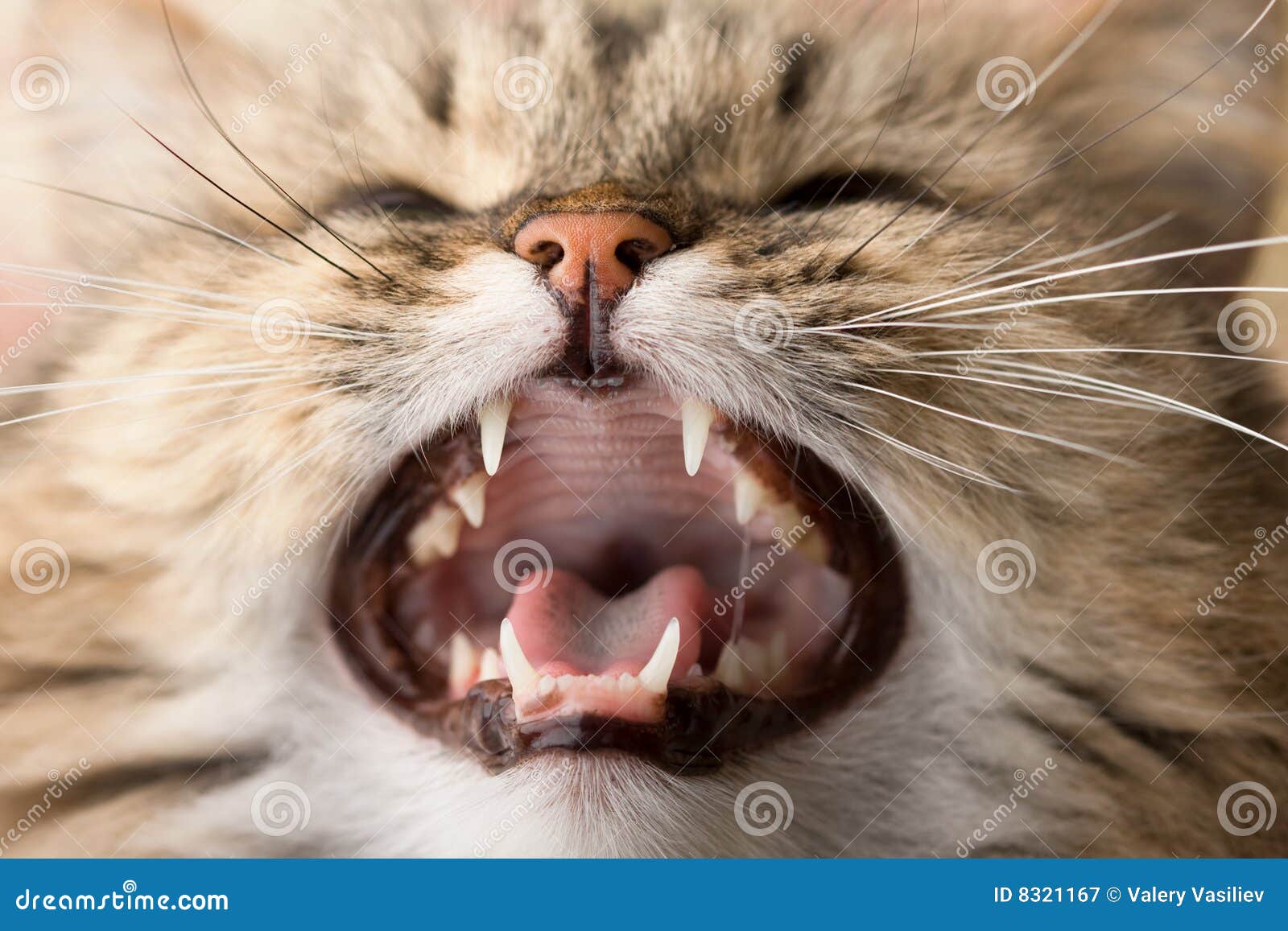 Le chat indique le meow image stock. Image du fermer, félin - 8321167