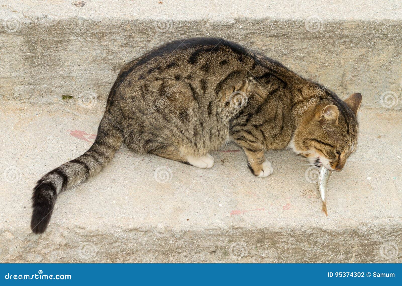 Le Chat Mange Le Poisson Frais Photo stock - Image du félin, nature ...