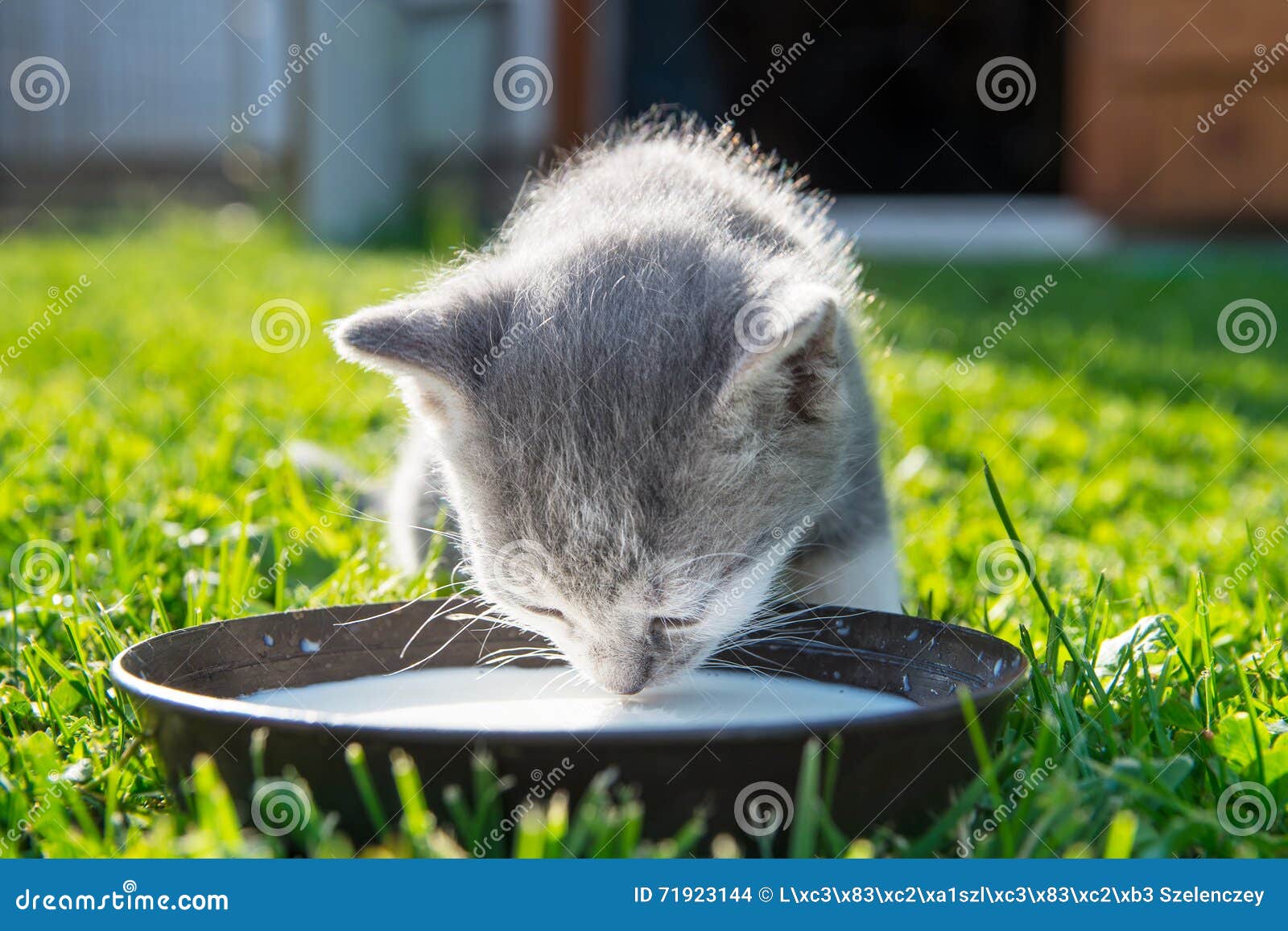Le Chat Mignon Boit Du Lait Photo stock - Image du lèchement, noir ...