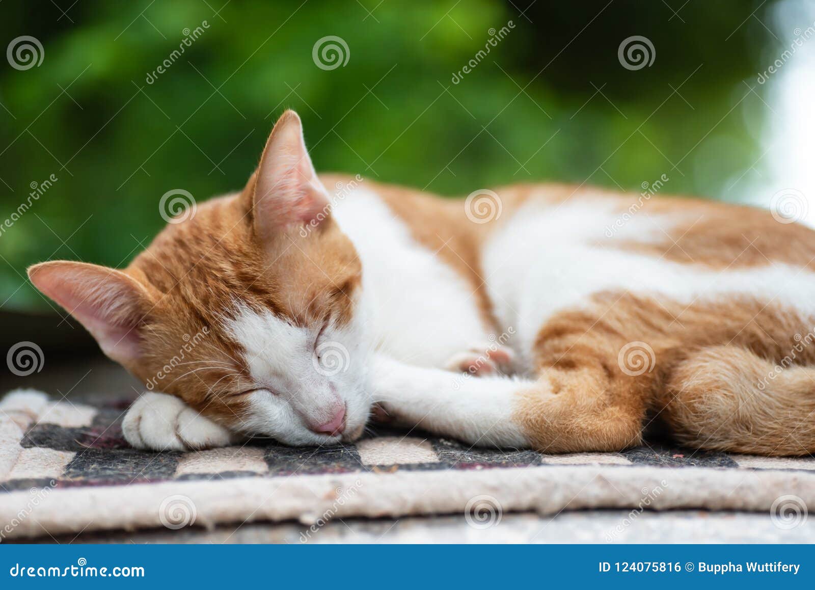 Le Chat Mignon Dort Sur Le Tapis Photo stock - Image du orange, détente ...