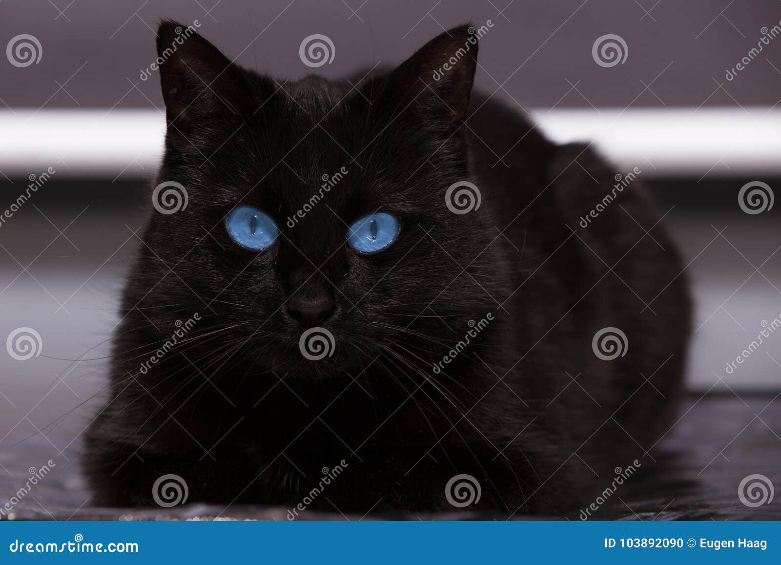 Le Chat Noir Avec Des Yeux Bleus Vous Observe Photo stock - Image du ...