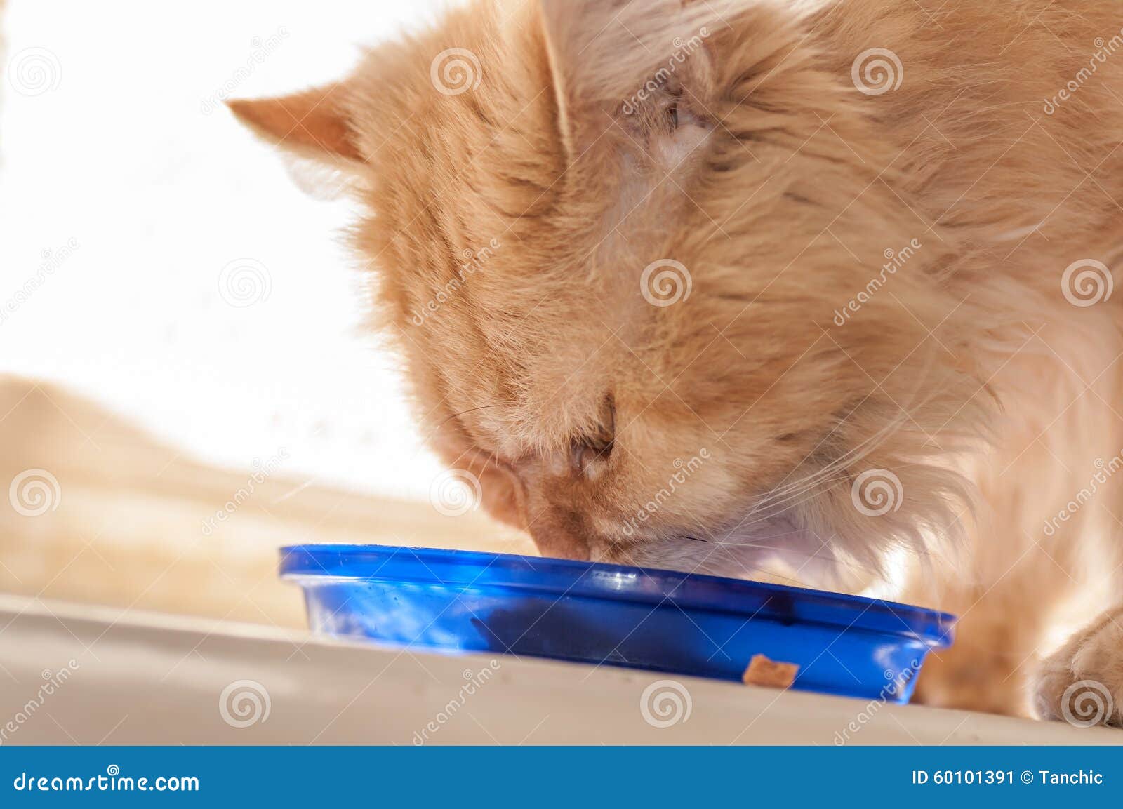 Le Chat Rouge Mange De La Nourriture Image stock - Image du couleur ...