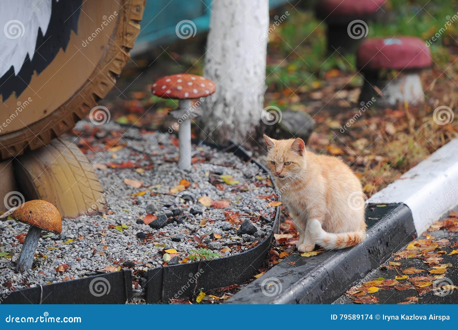 Le Chat Rouge Se Repose Dans La Cour Photo stock - Image du rayé ...