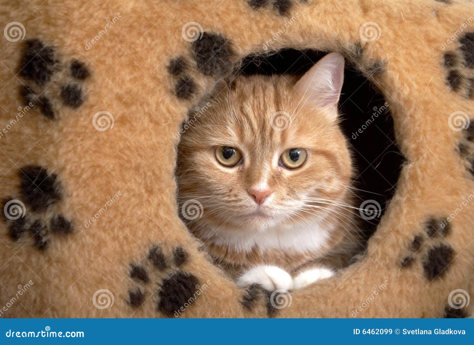 Le Chat Rouge Se Repose Dans Une Petite Maison Image stock - Image du ...