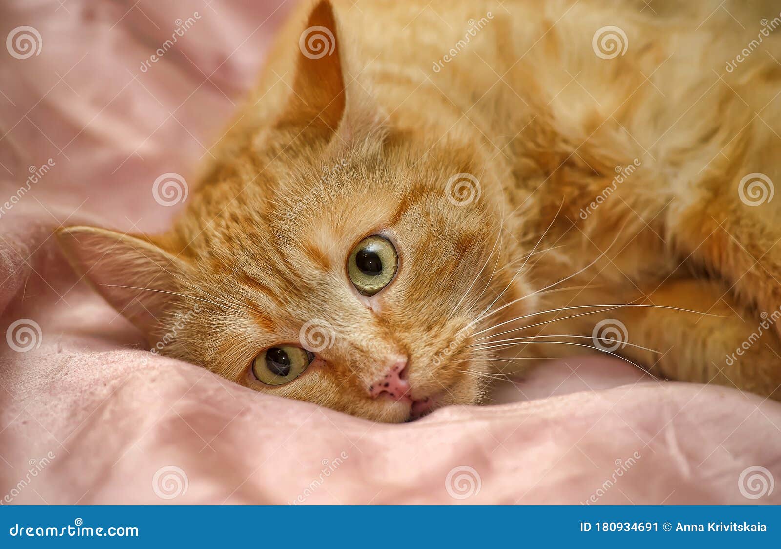 Le Chat Rouge Se Trouve Sur Un Sofa Image stock - Image du mensonge ...