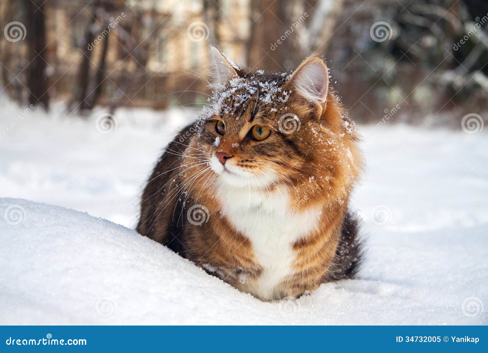 Le Chat Se Repose Dessus Sur La Neige Image stock - Image of décembre ...