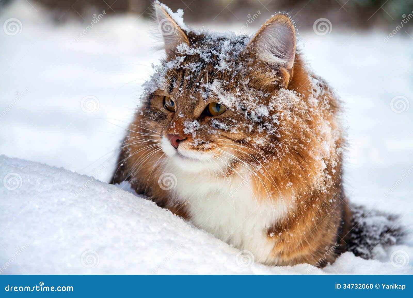 Le Chat Se Repose Dessus Sur La Neige Photo stock - Image du décembre ...