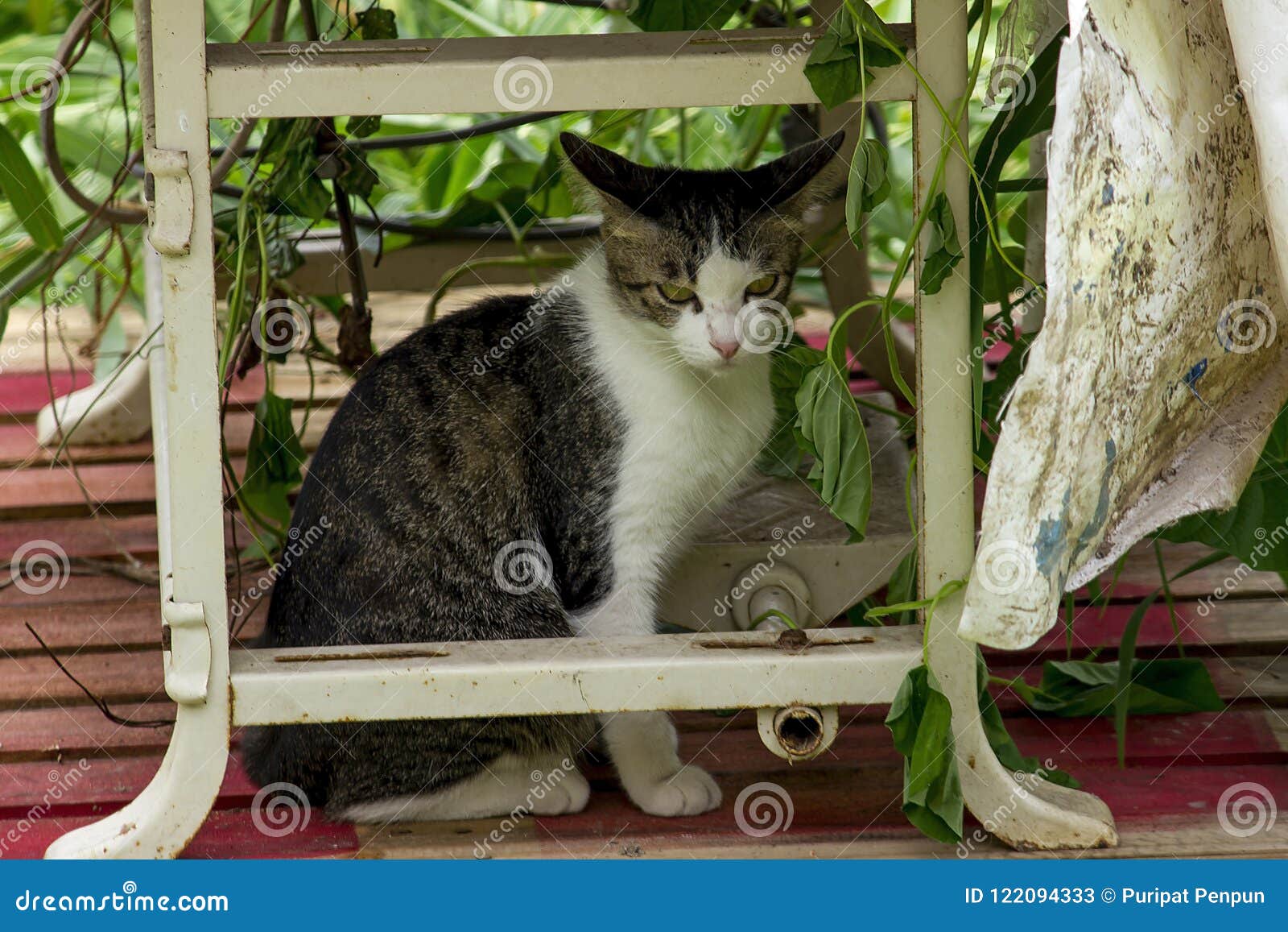 Le Chat Se Repose Sous Une Chaise Blanche Image stock - Image of gris ...