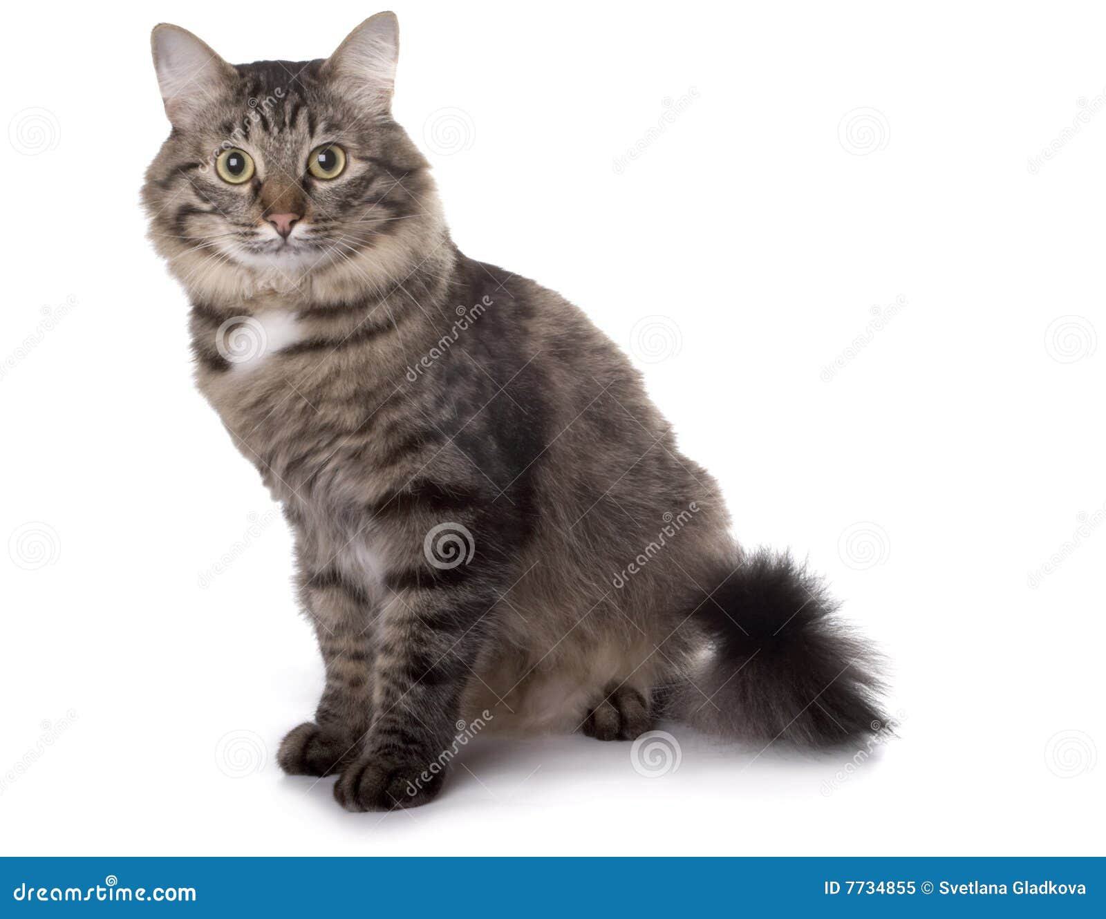 Le Chat Se Repose Sur Un Fond Blanc Image stock - Image du nature, gris ...