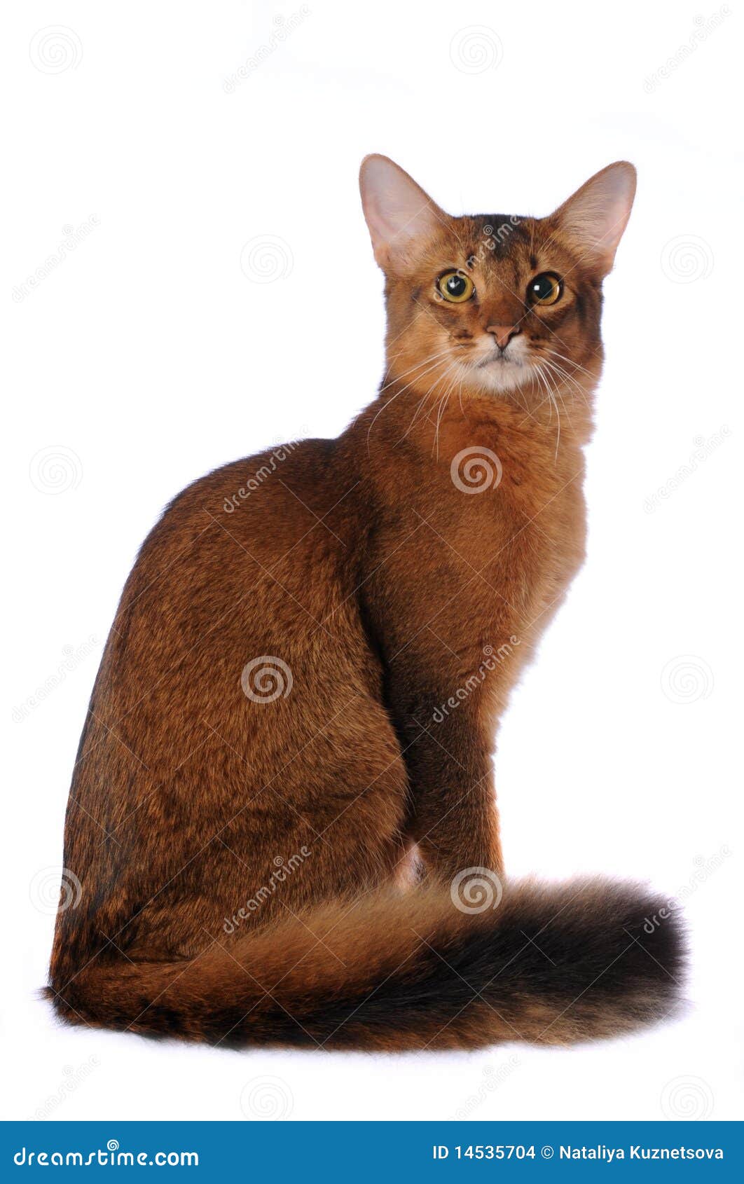 Le Chat Somali Se Repose D'isolement Sur Le Blanc Photo stock - Image ...