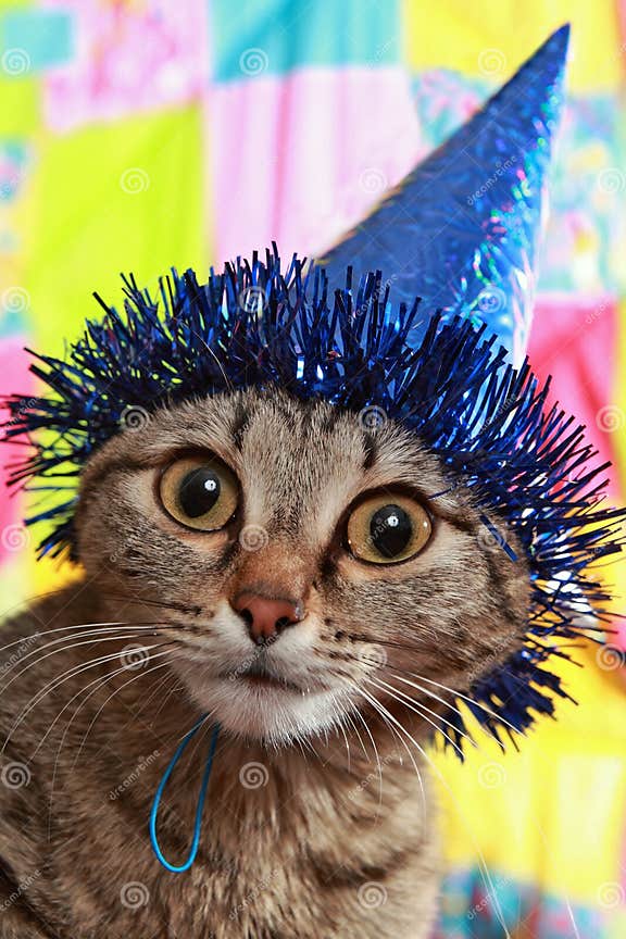 Le chat stupide devenu photo stock. Image of museau, maison - 7444226