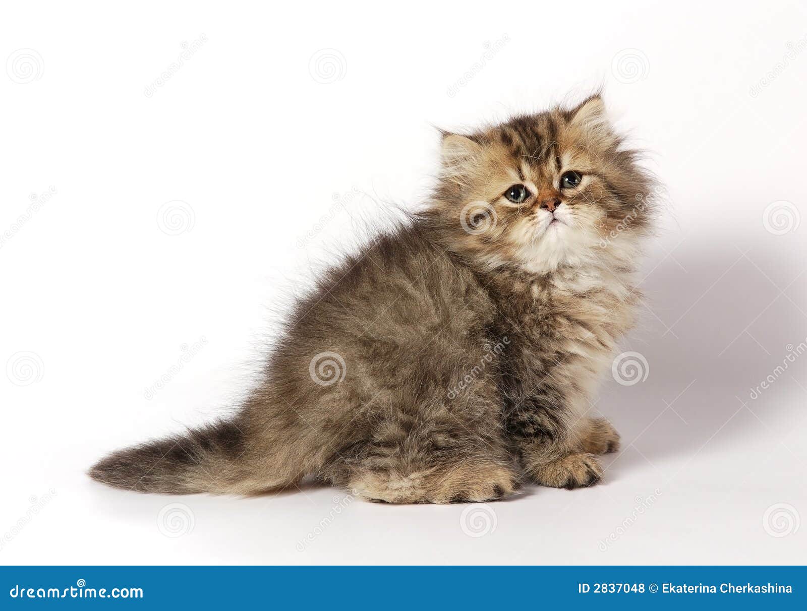 Le chaton persan photo stock. Image du mignon, fourrure - 2837048