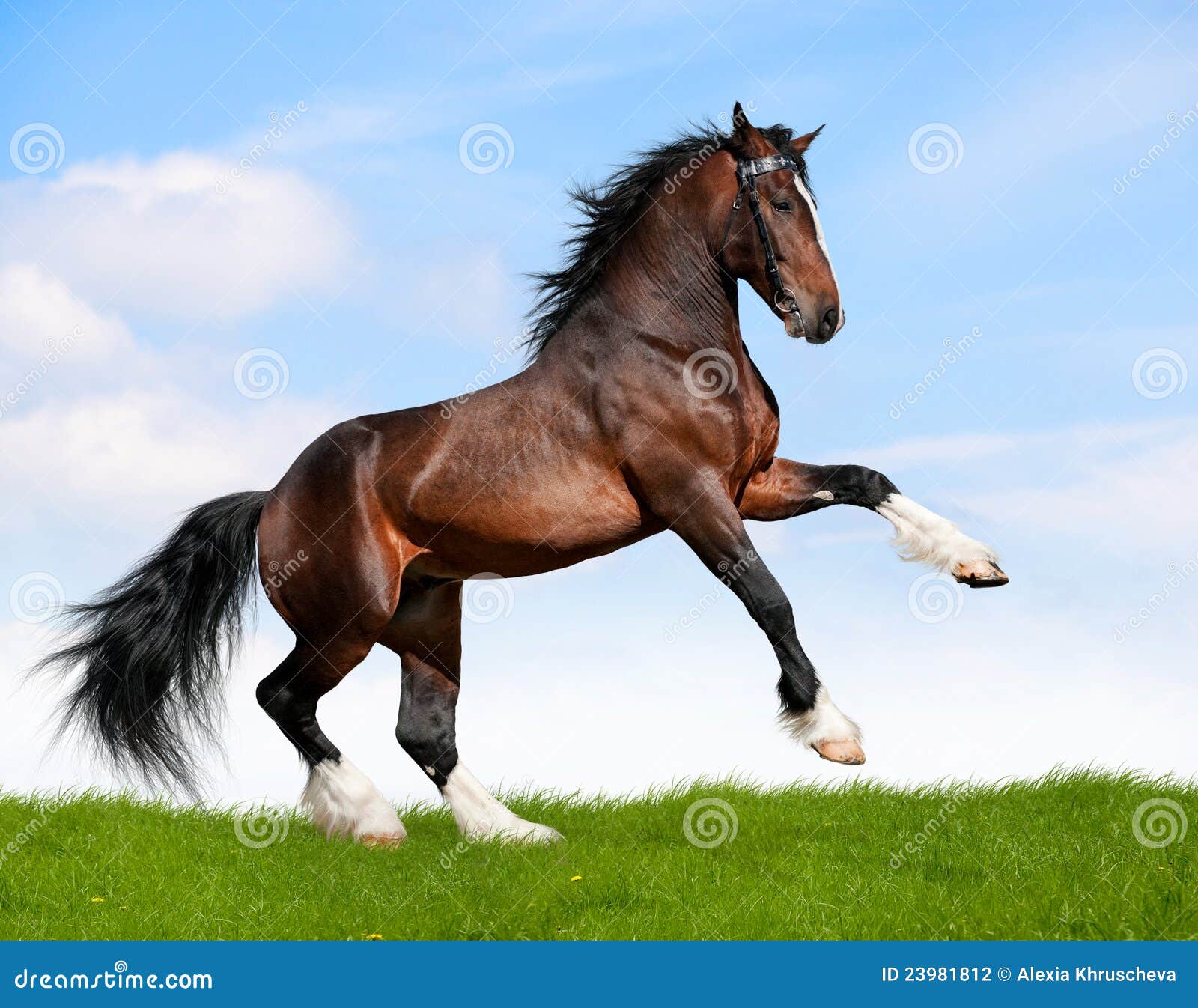 Le Cheval De Compartiment Galope Dans Le Domaine Photo stock - Image du ...
