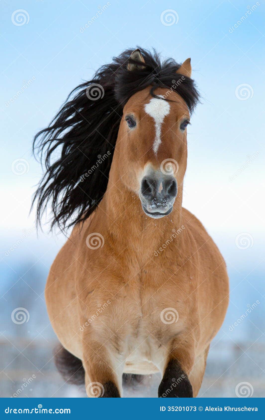 Le Cheval Galope En Hiver, Vue De Face. Photos stock - Image: 35201073