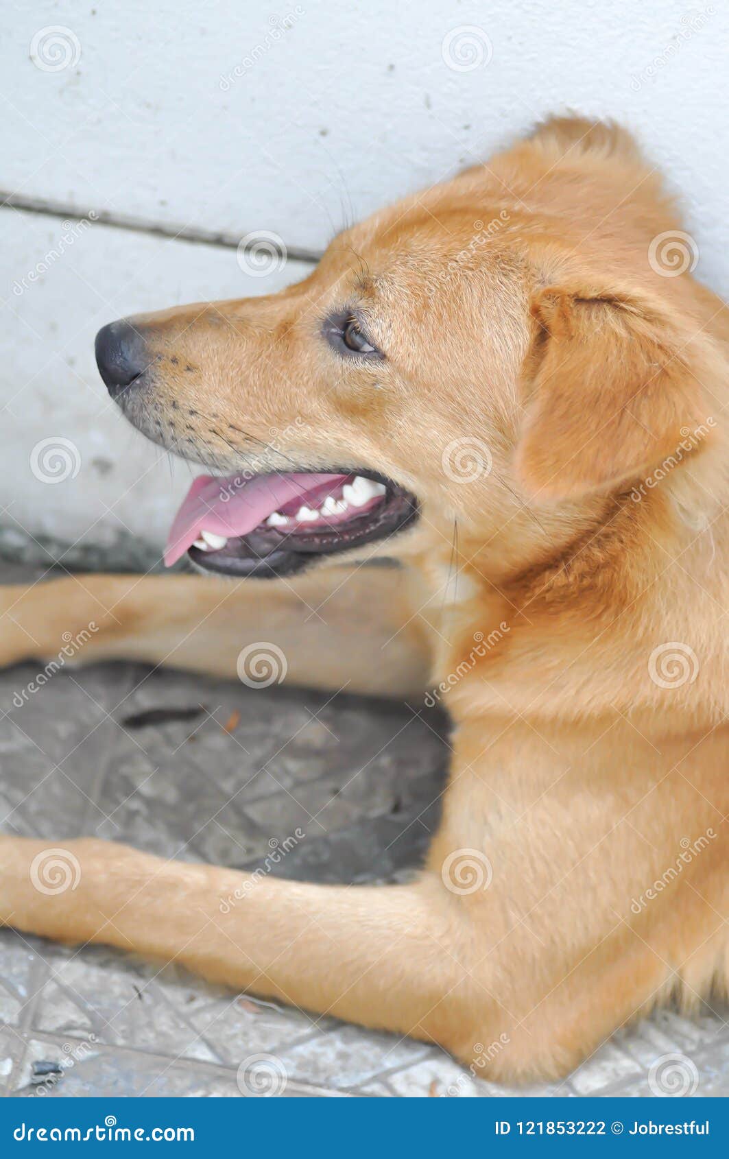 Le Chien Inconscient Ou Ouvrent Le Chien De Bouche Photo stock - Image ...