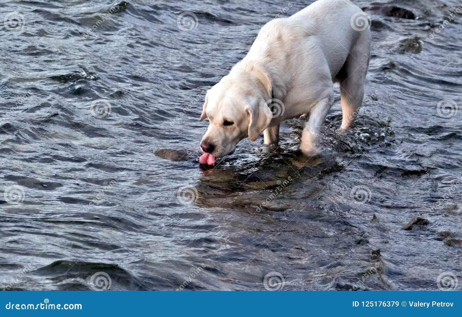 Le Chien Labrador Blanc Boit L'eau Du Lac Image stock - Image du ...