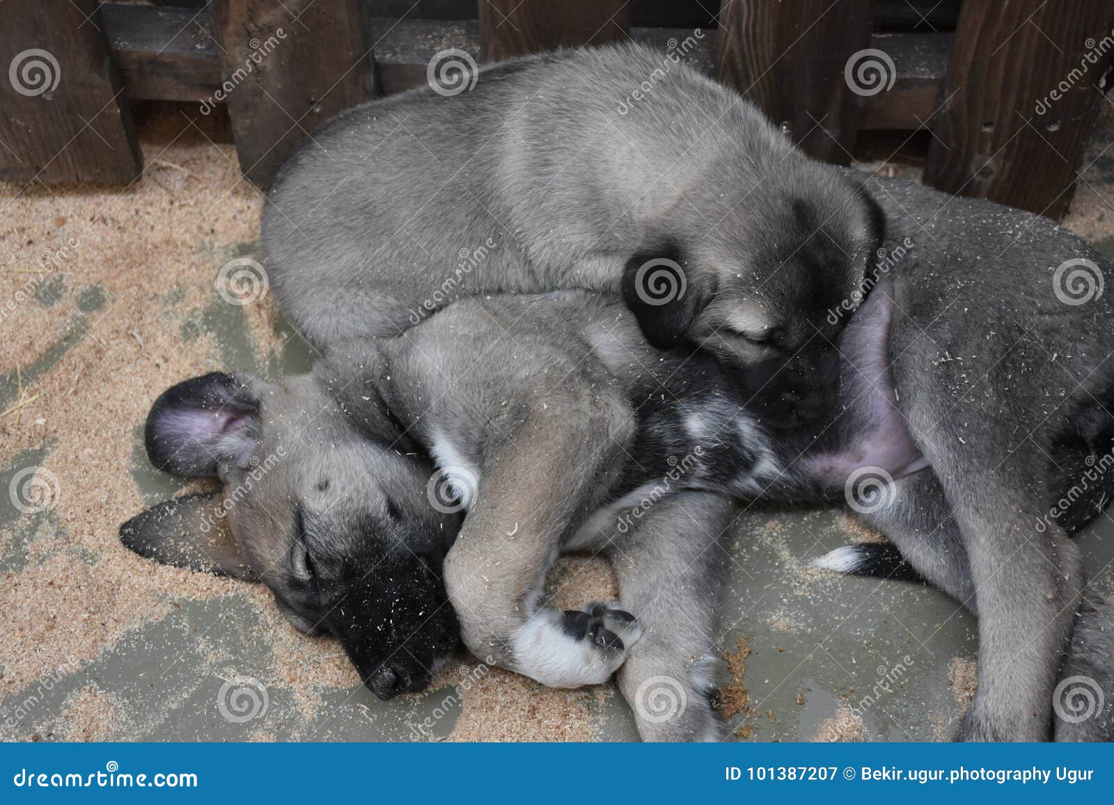 Le Chien Turquie De Sivas Kangal Image stock - Image du purebred ...