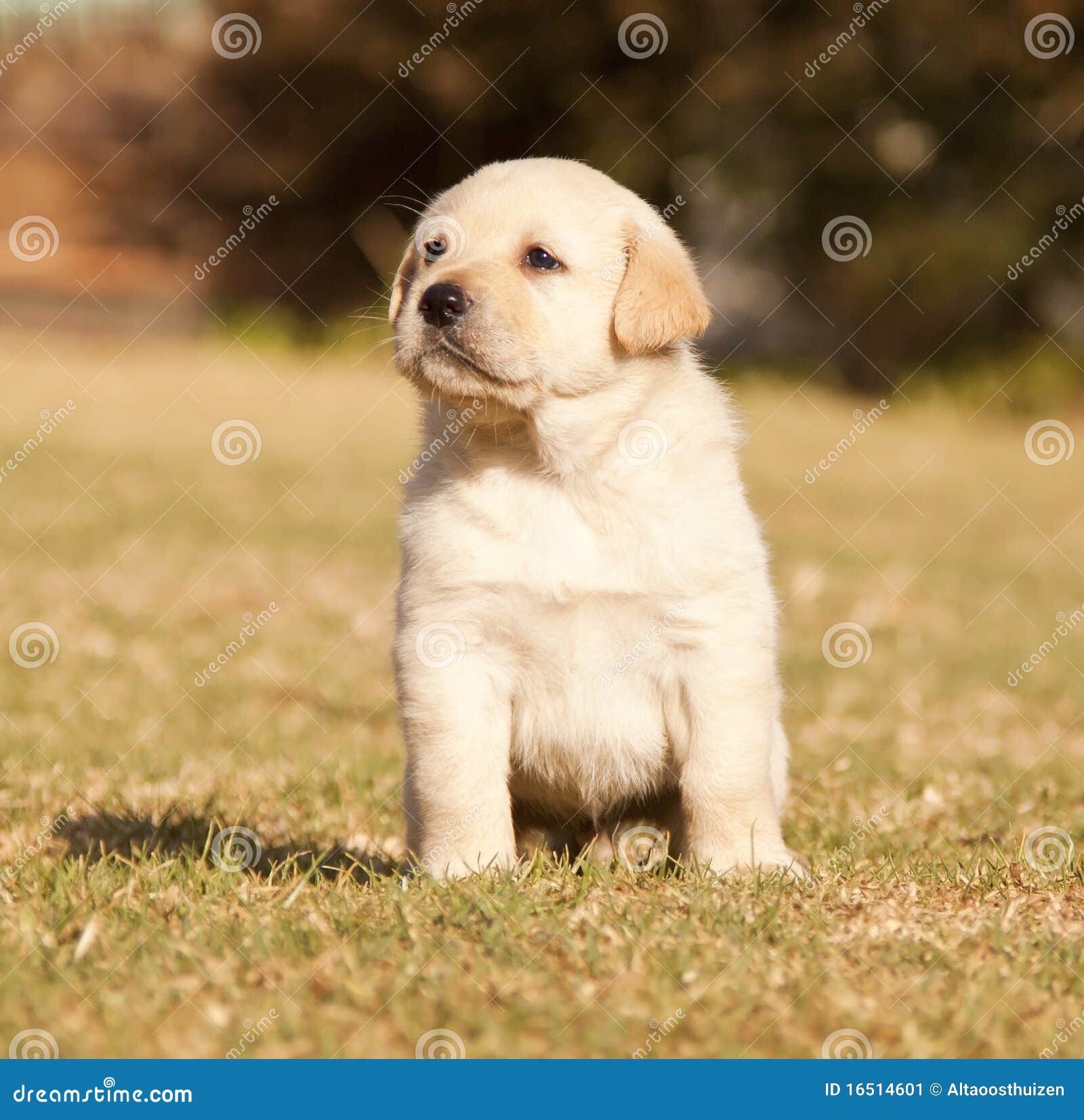 Le Chiot Blanc De Labrador Se Reposent Sur L'herbe Image stock - Image ...