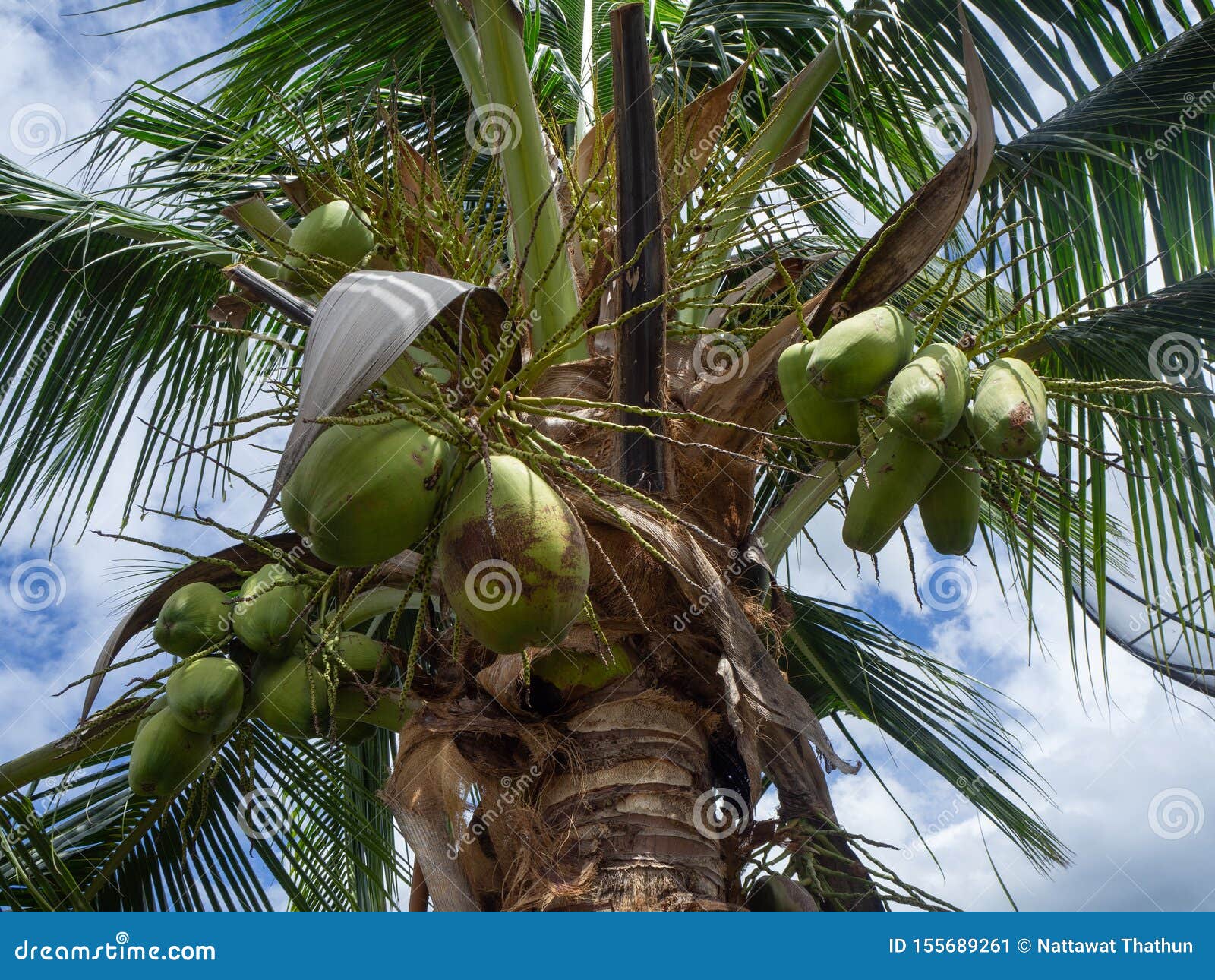 Le cocotier image stock. Image du mûr, vacances, vert - 155689261
