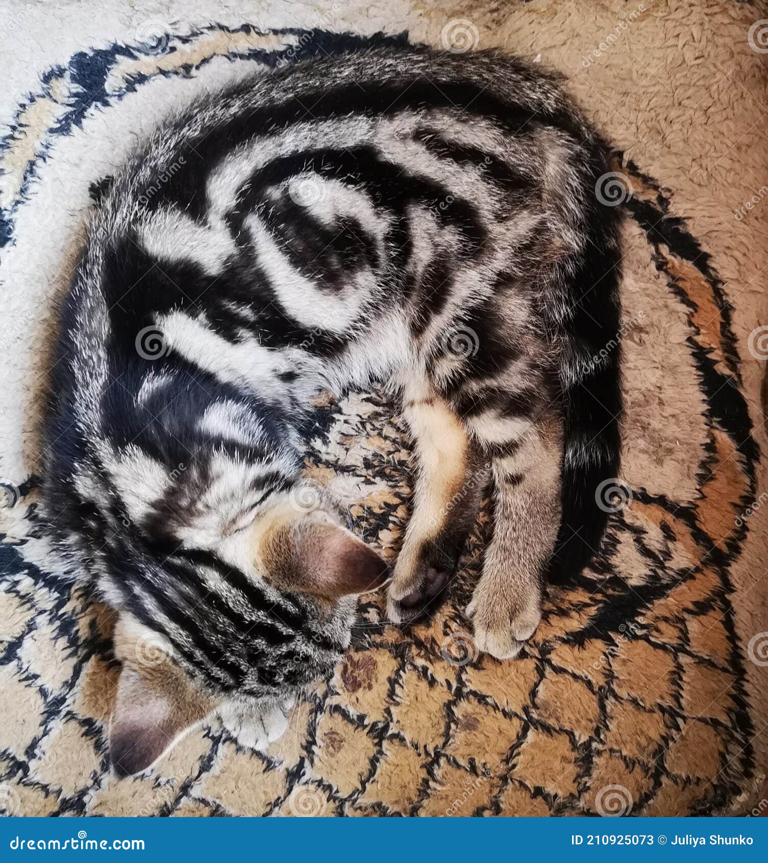 Le coeur du chat dort image stock. Image du rêve, coeur - 210925073