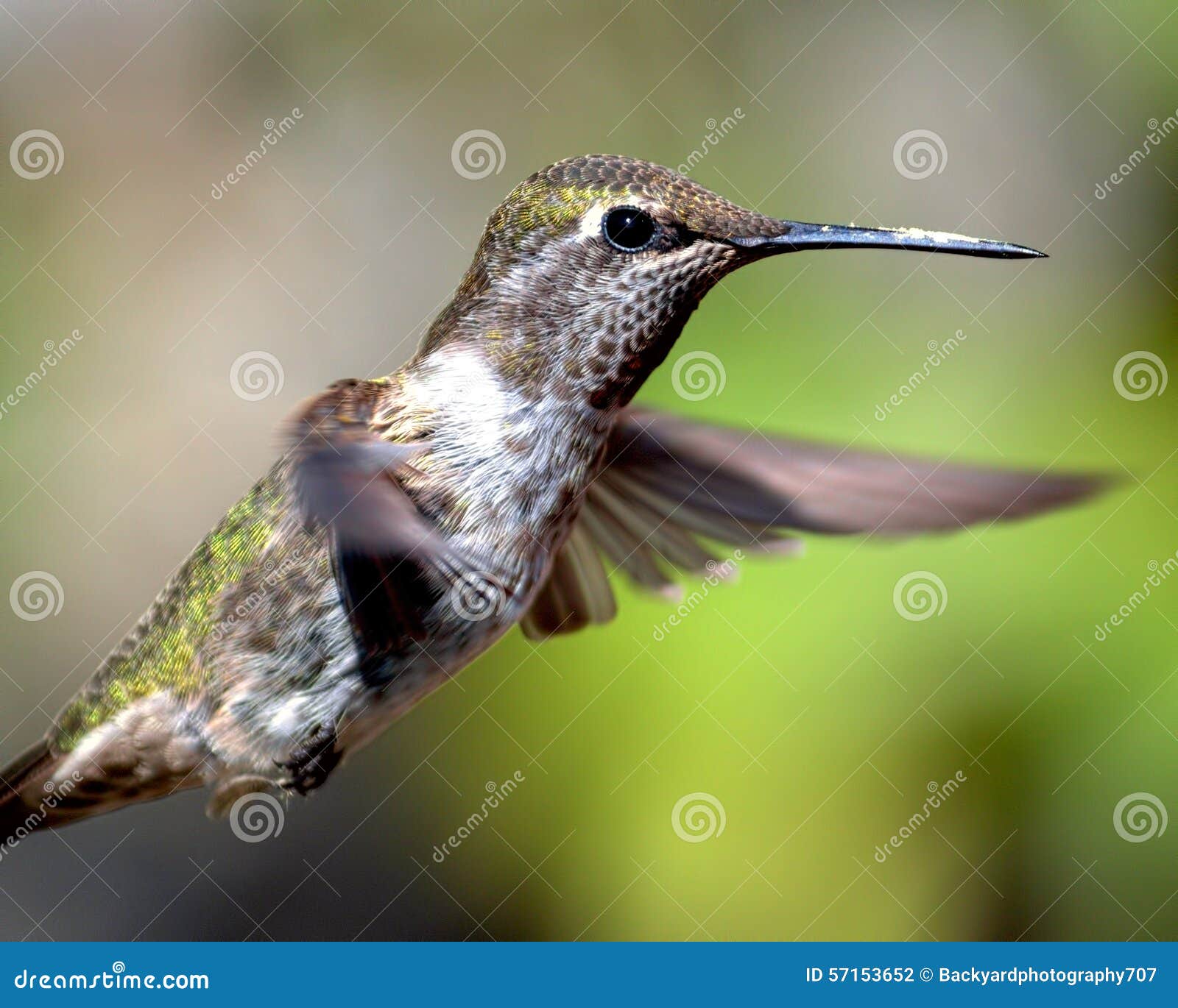 Le colibri d'Anna en vol photo stock. Image du colibris - 57153652