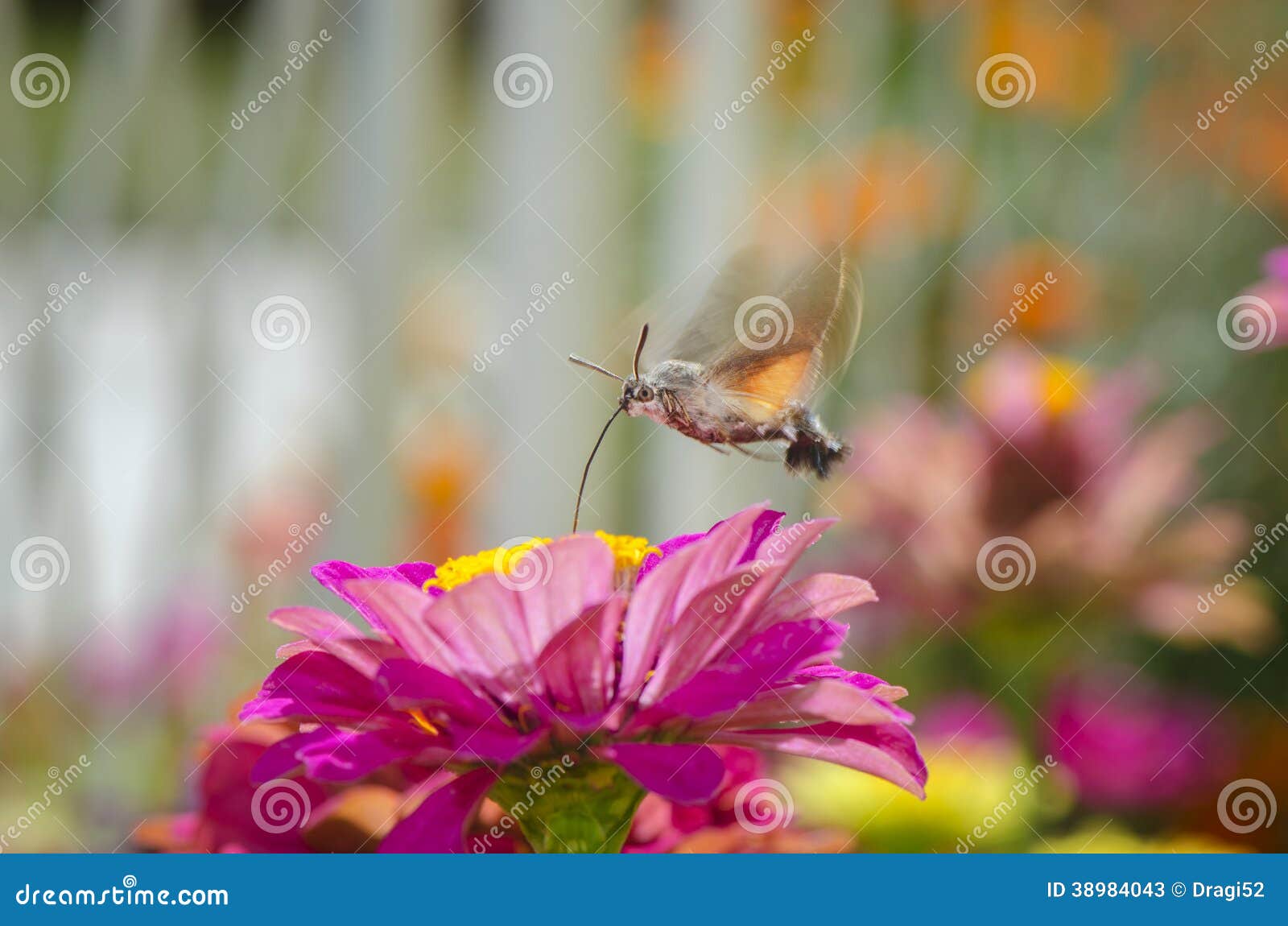 Le Colibri De Papillon Prend Le Pollen Image stock - Image du manger ...