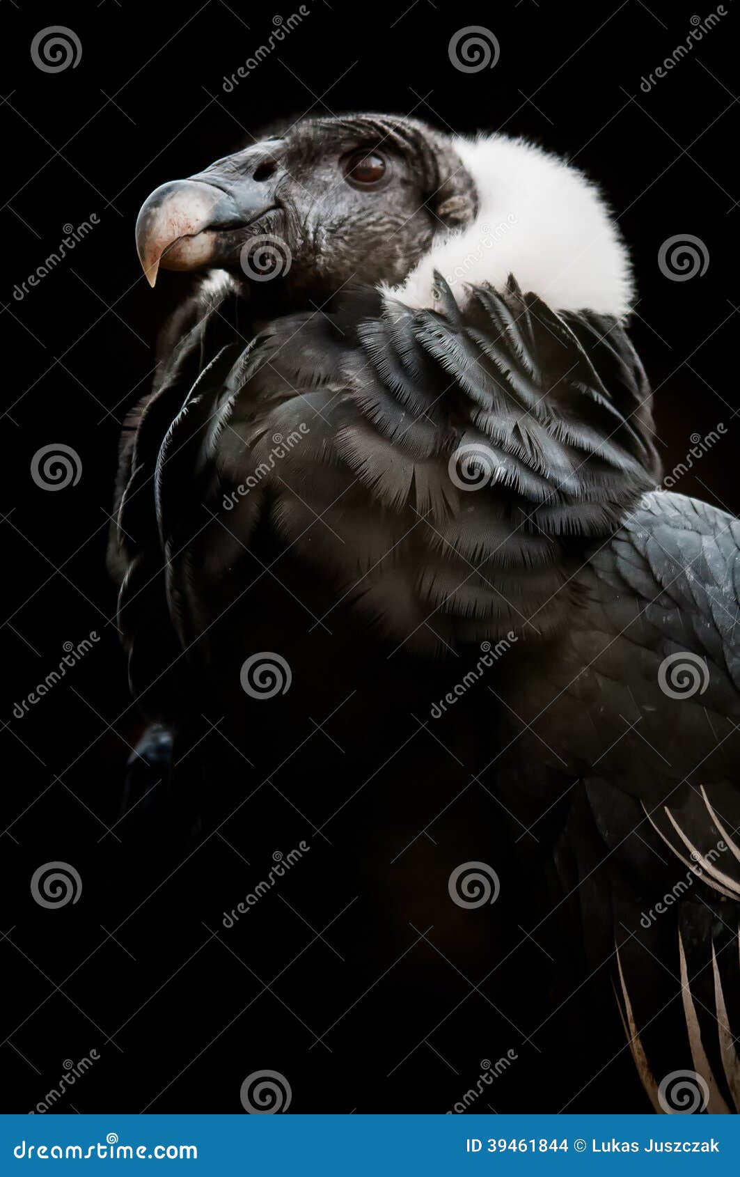 Le Condor Andin (gryphus De Vultur) Photo stock - Image du noir, regard ...