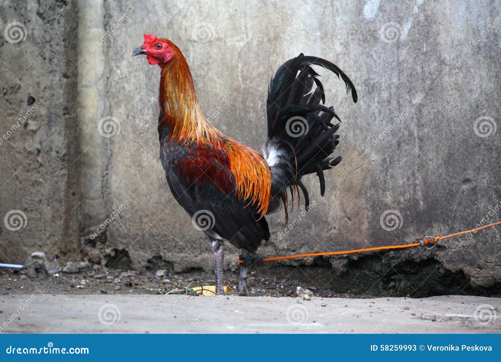 Le Coq Attend Le Combat De Coqs Image stock - Image du combat, brun ...