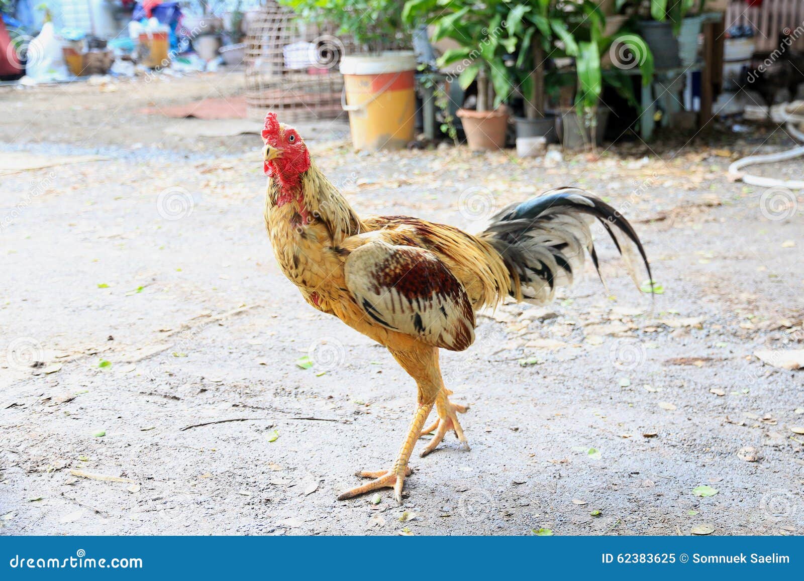 Le coq de combat de poulet image stock. Image du nature - 62383625