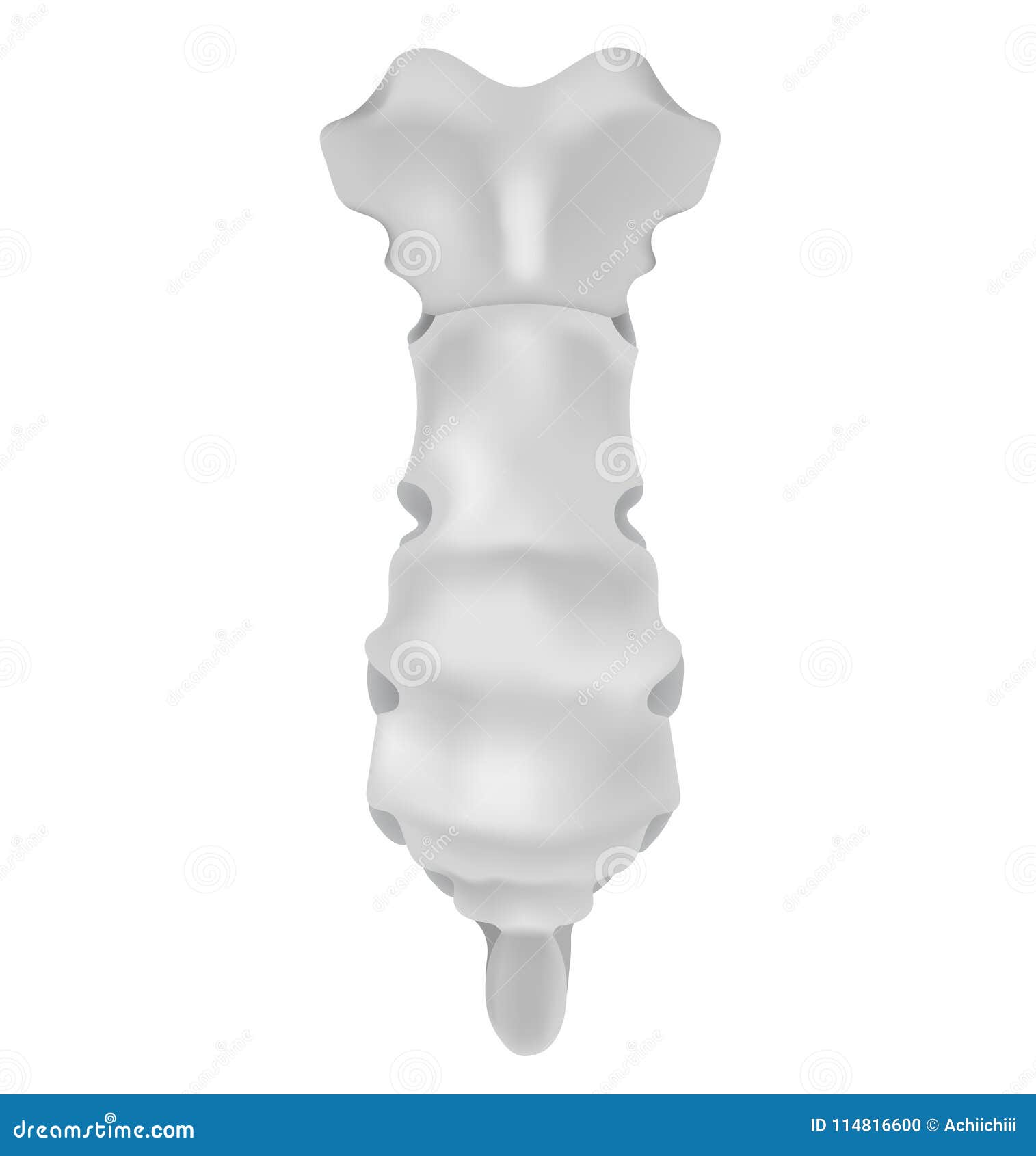 Le Corps De L'humain De Sternum Illustration de Vecteur - Illustration ...